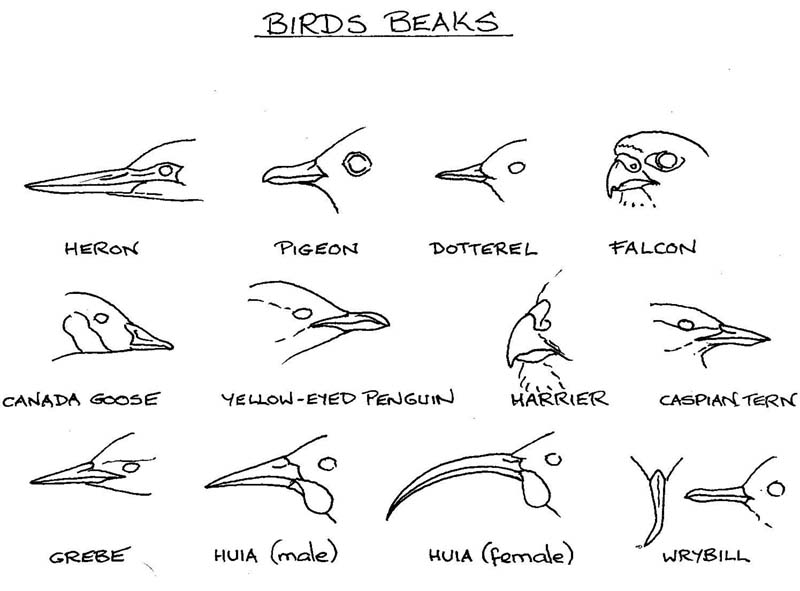 All About Birds